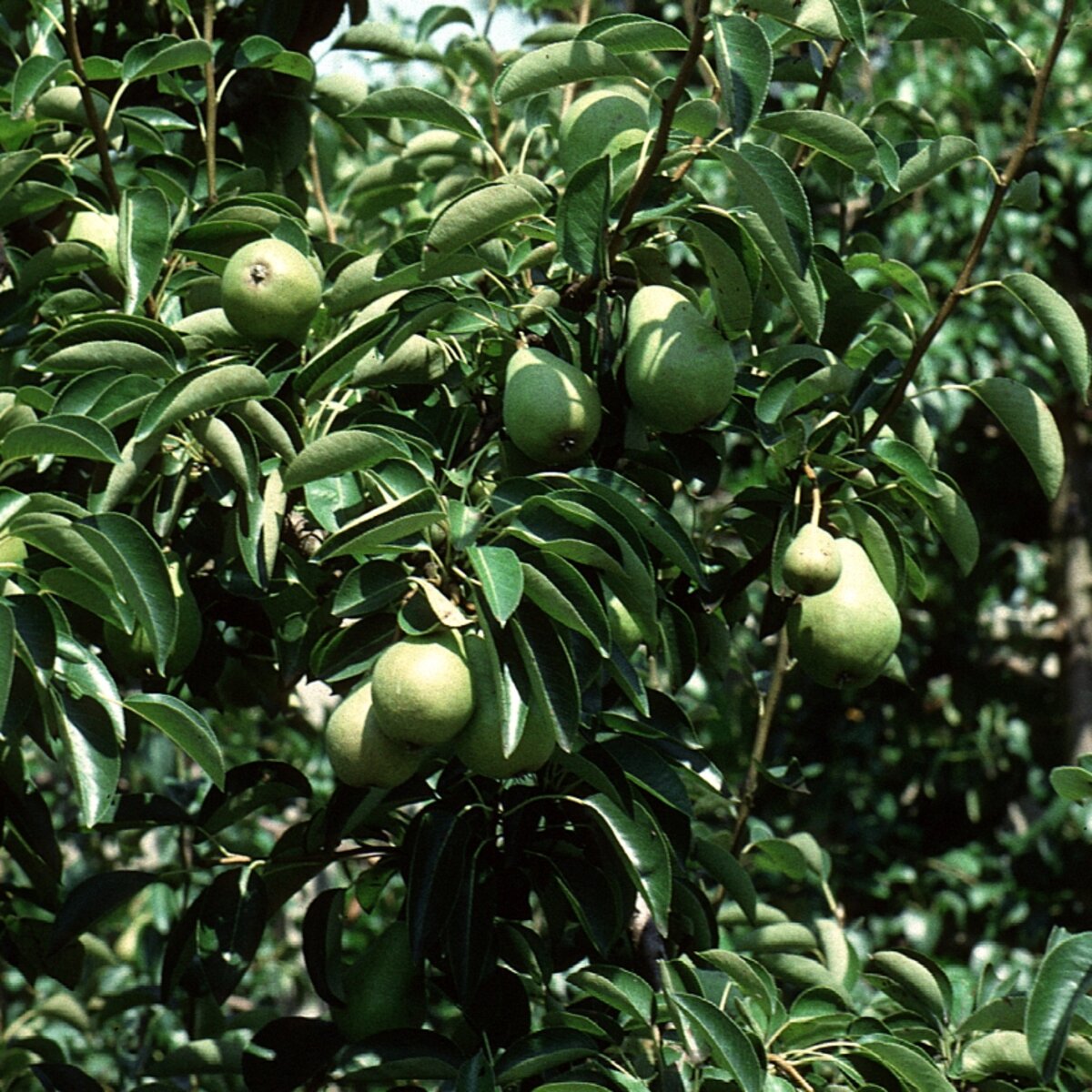 Pyrus Communis Bartlett Pear | SiteOne US