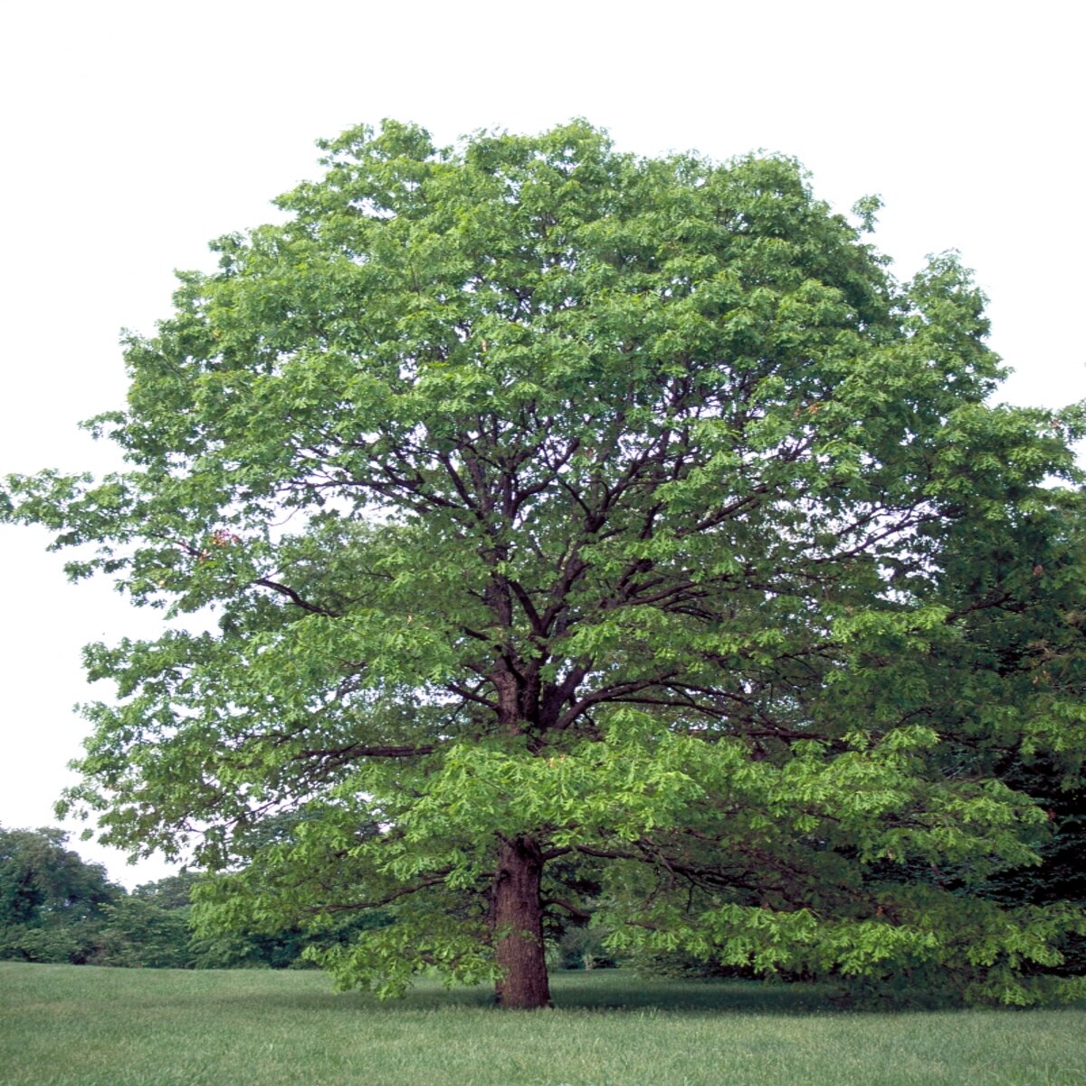 Quercus alba White Oak | SiteOne US