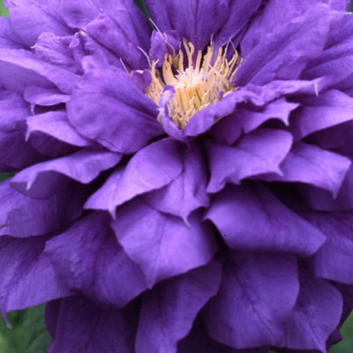 Clematis X Raymond Evison Franziska Maria Clematis | SiteOne