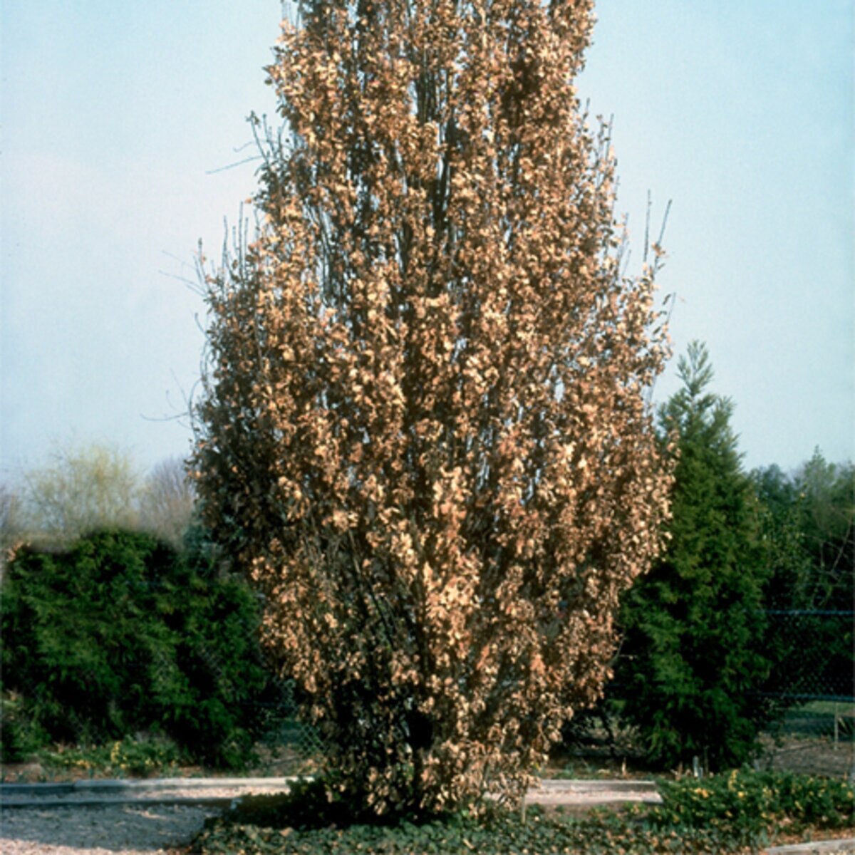 Quercus Robur Skyrocket English Oak | SiteOne US