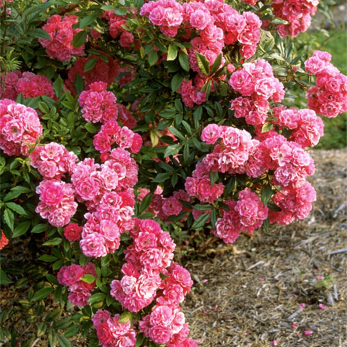 Rosa X Belindas Dream Rose | SiteOne US