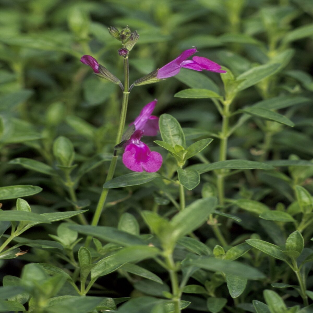 Salvia Greggii Purple Autumn Sage | SiteOne US