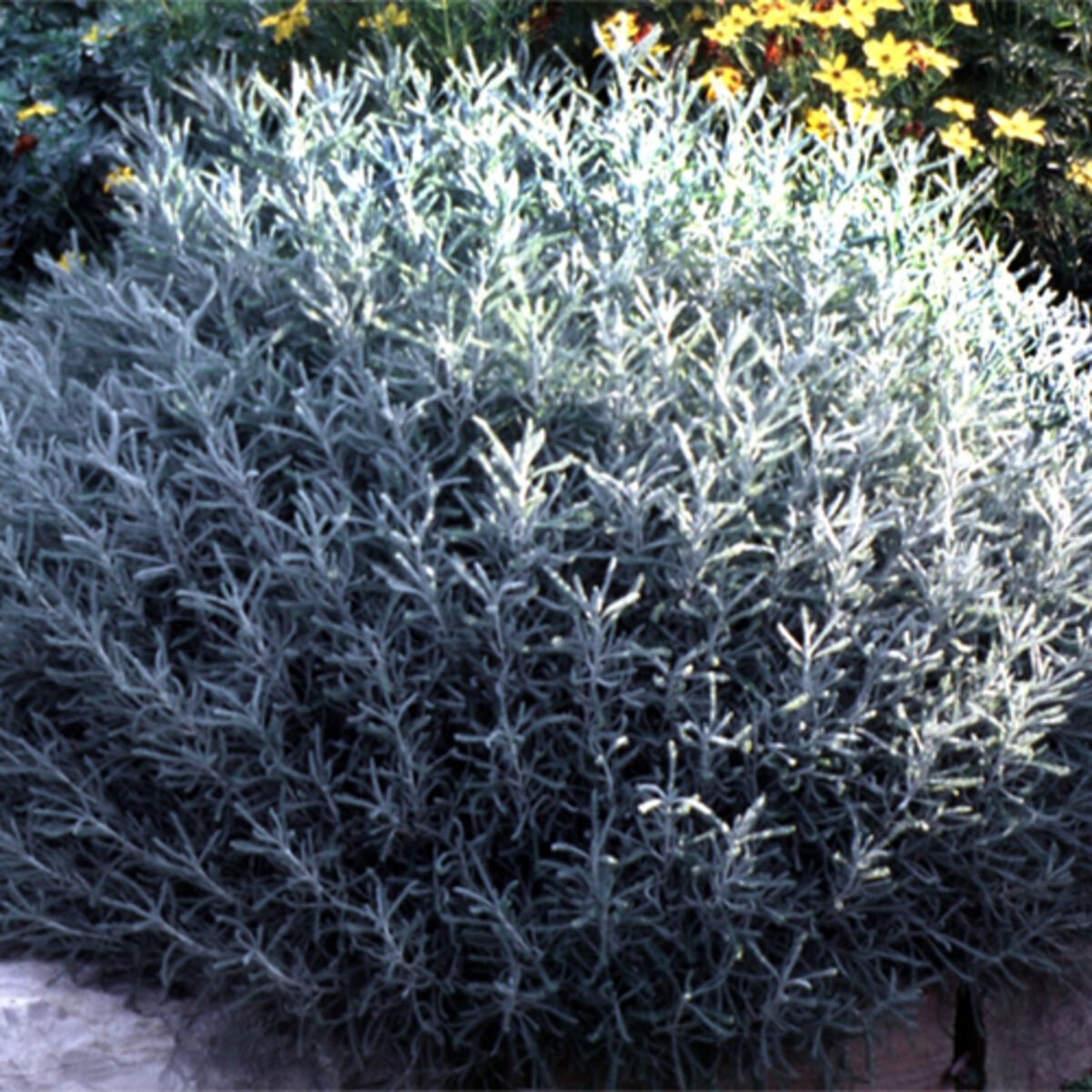 Santolina chamaecyparissus Lavender Cotton | SiteOne US