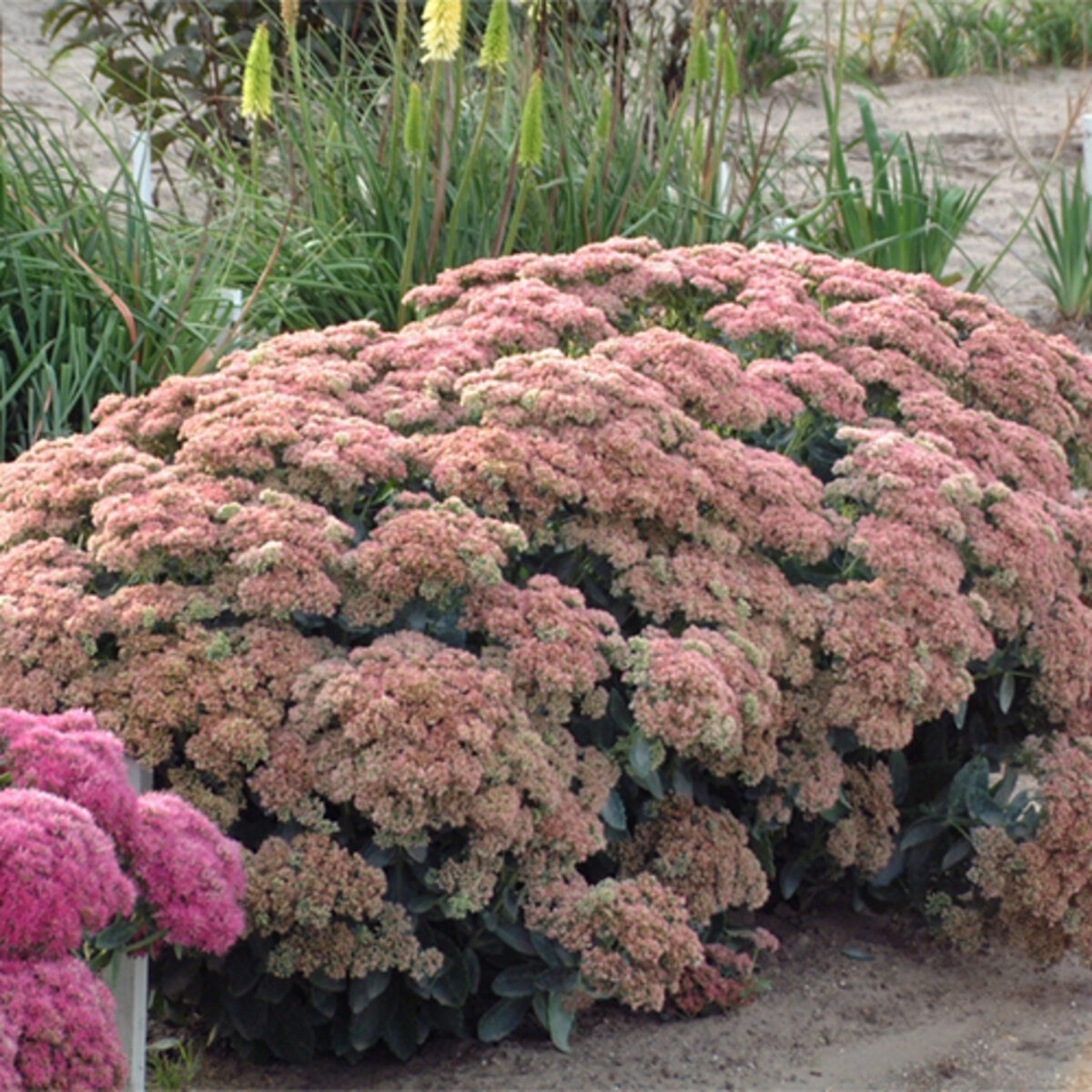 Sedum Spectabile Autumn Fire Sedum | SiteOne US