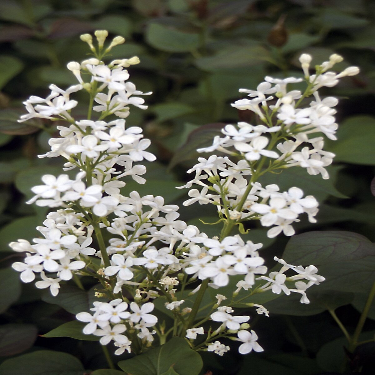 Syringa x oblata Betsy Ross Lilac | SiteOne US