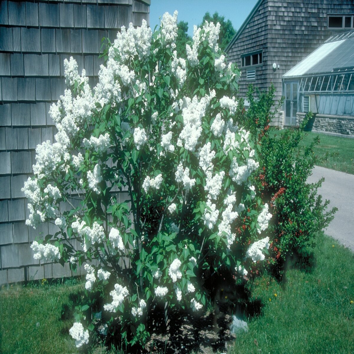 Syringa Vulgaris Alba White Common Lilac | SiteOne US