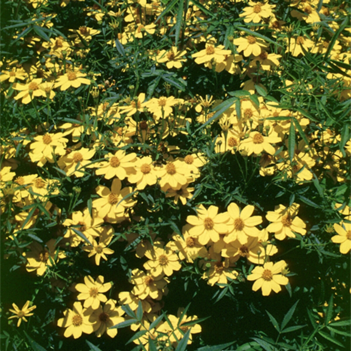 Tagetes Lemmonii Mexican Marigold | SiteOne US