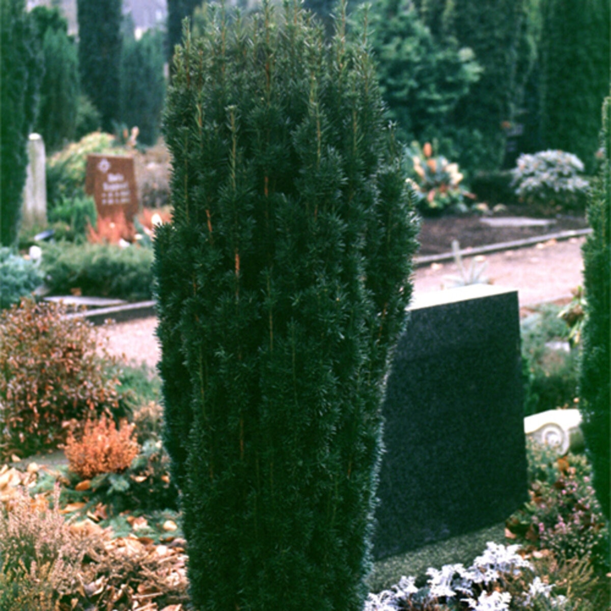 Taxus Baccata Stricta Fastigiata Irish Yew | SiteOne US