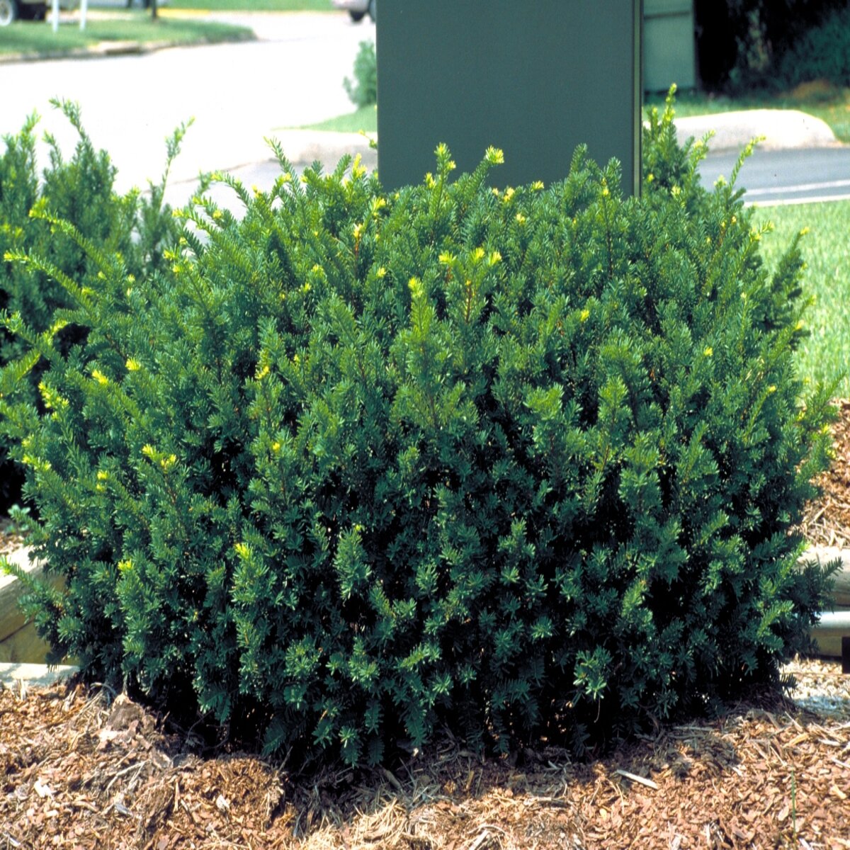 Taxus Cuspidata Japanese Yew | SiteOne US