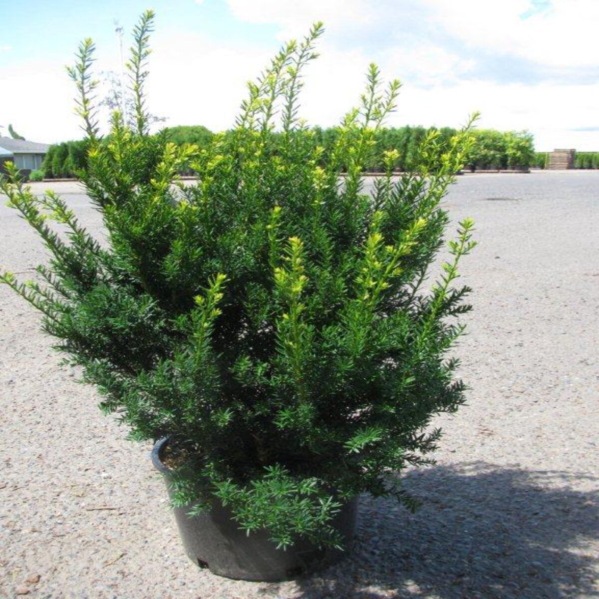 Taxus X Media Dark Green Spreader Anglojap Yew | SiteOne