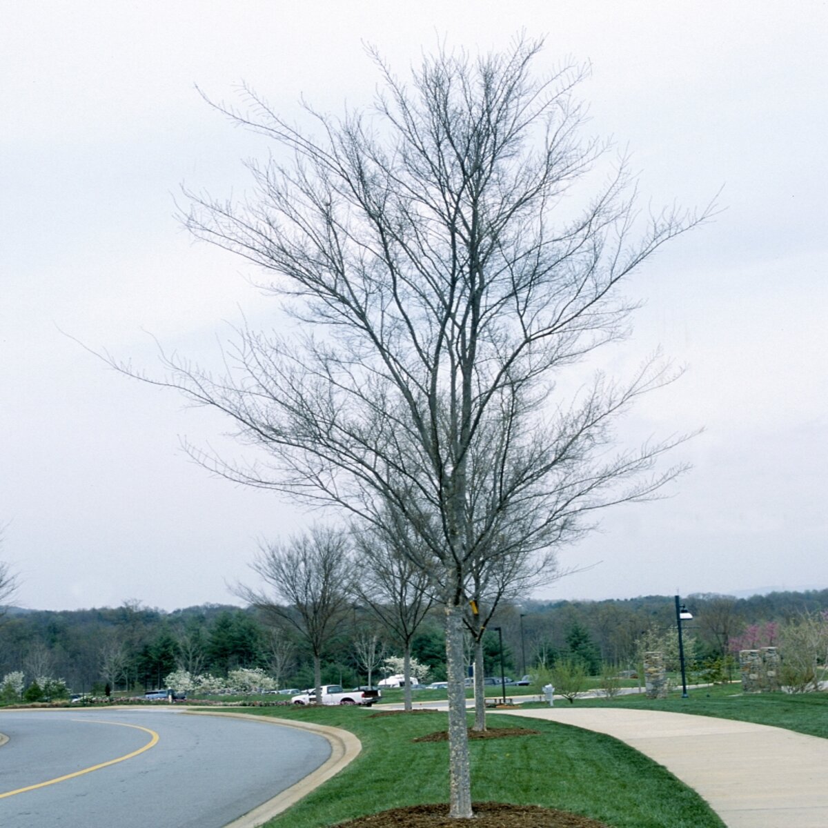 Ulmus Parvifolia Emer II Allee Chinese Elm | SiteOne US