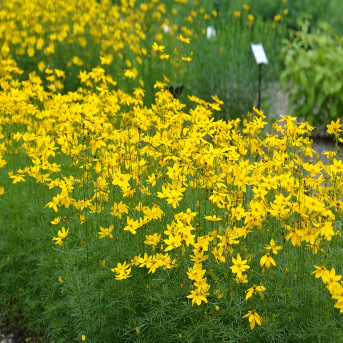 Coreopsis Verticillata Tickseed | SiteOne US