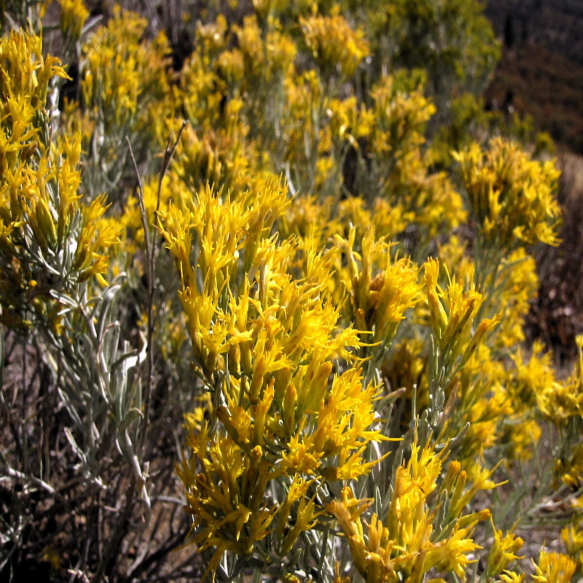 Ericameria (Chrysothamnus) Nauseosa var. Nauseosa Rubber Rabbitbrush ...