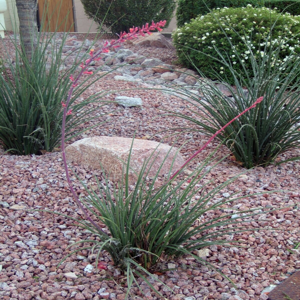 Hesperaloe parviflora Red Yucca | SiteOne US
