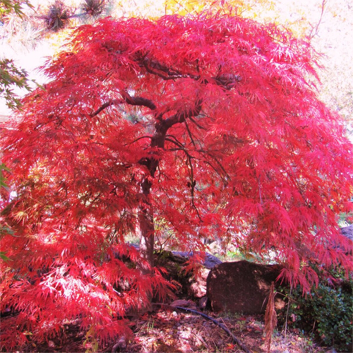 Acer palmatum subsp. matsumurae Ever Red Japanese Laceleaf Maple ...