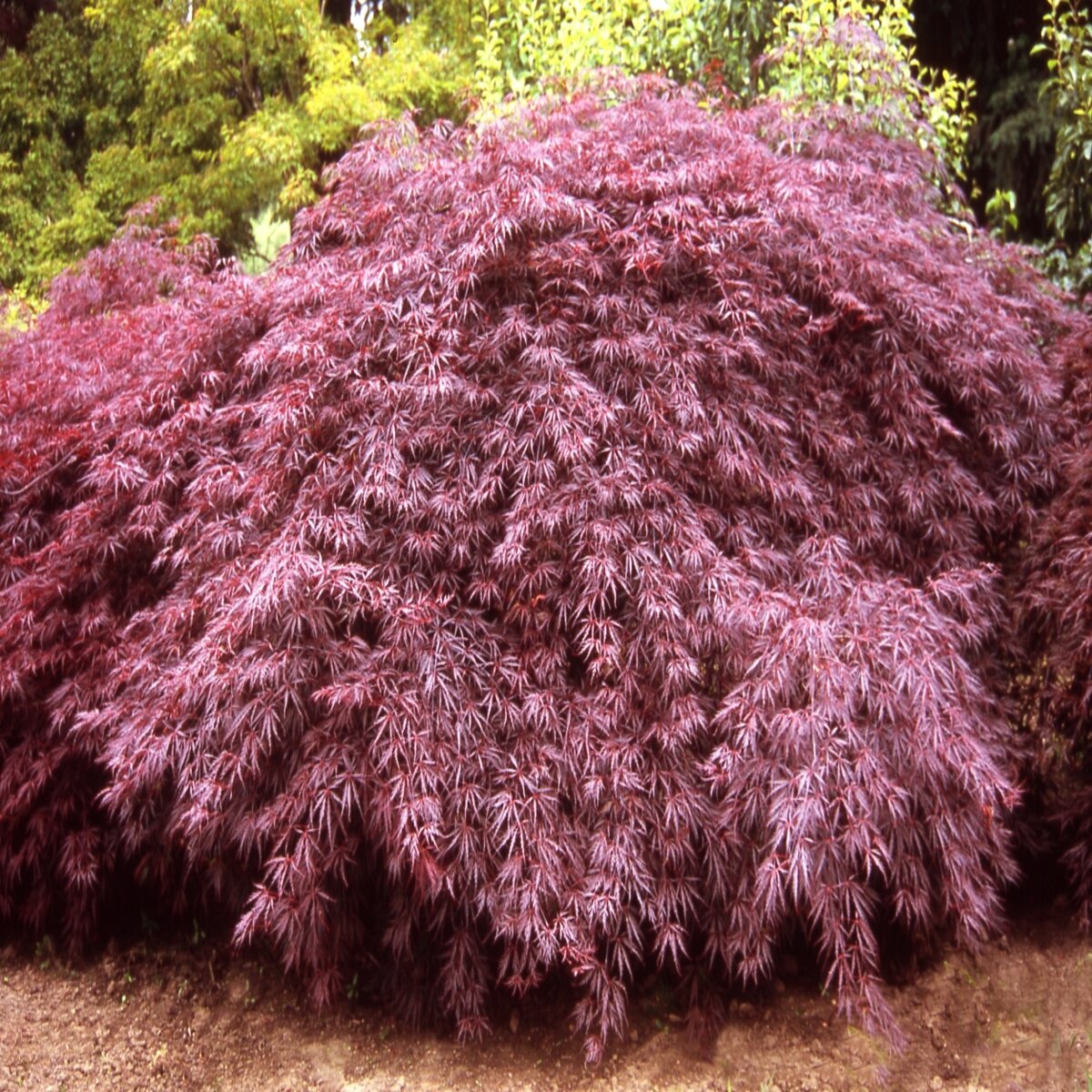 Acer Palmatum var. Dissectum Tamukeyama Cutleaf Japanese Maple | SiteOne US