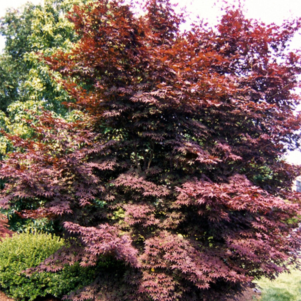 Acer Palmatum Emperor 1 Japanese Maple | SiteOne US