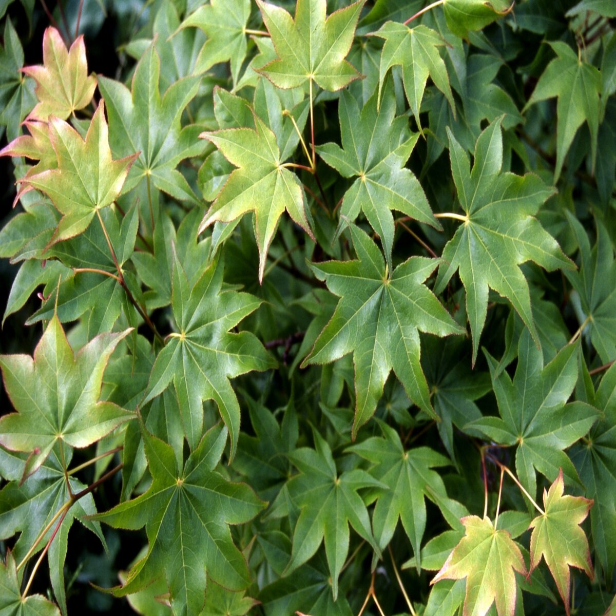 Acer Palmatum Hogyoku Japanese Maple | SiteOne US