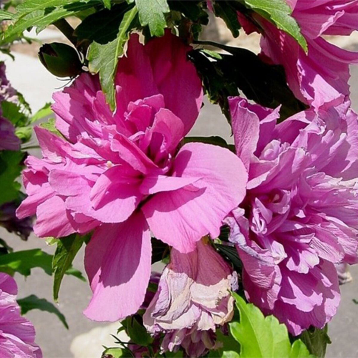 Hibiscus Syriacus Collie Mullens Rose of Sharon | SiteOne US