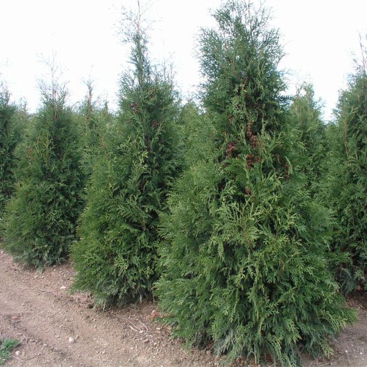 Thuja occidentalis Hetz Wintergreen American Arborvitae | SiteOne US