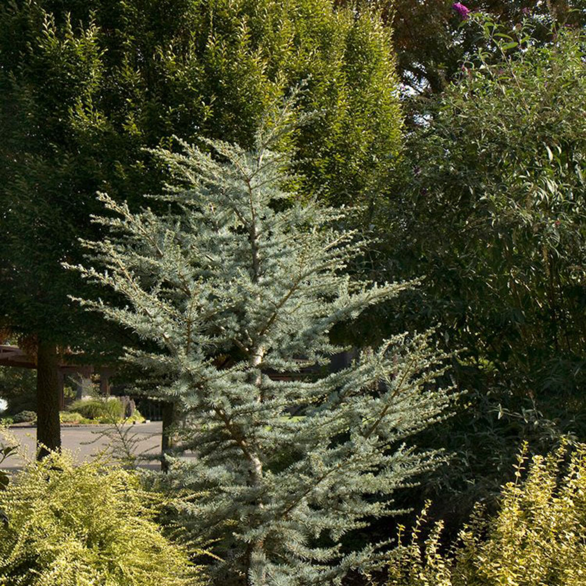 Cedrus Atlantica Horstmann Blue Atlas Cedar | SiteOne