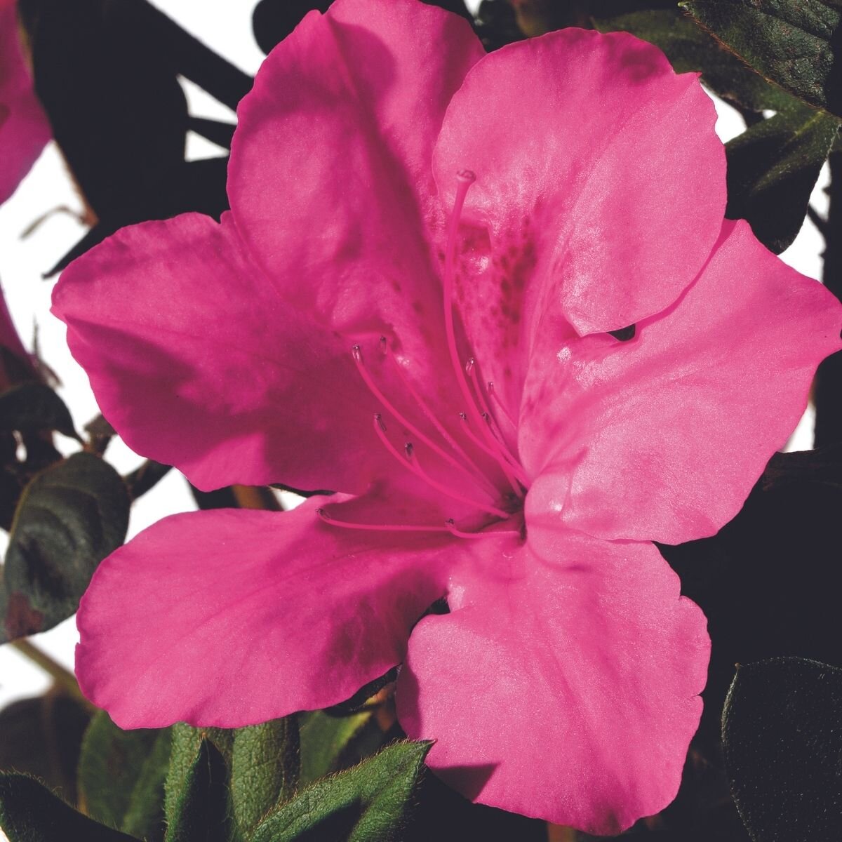 Rhododendron x Autumn Sangria Encore Azalea | SiteOne US