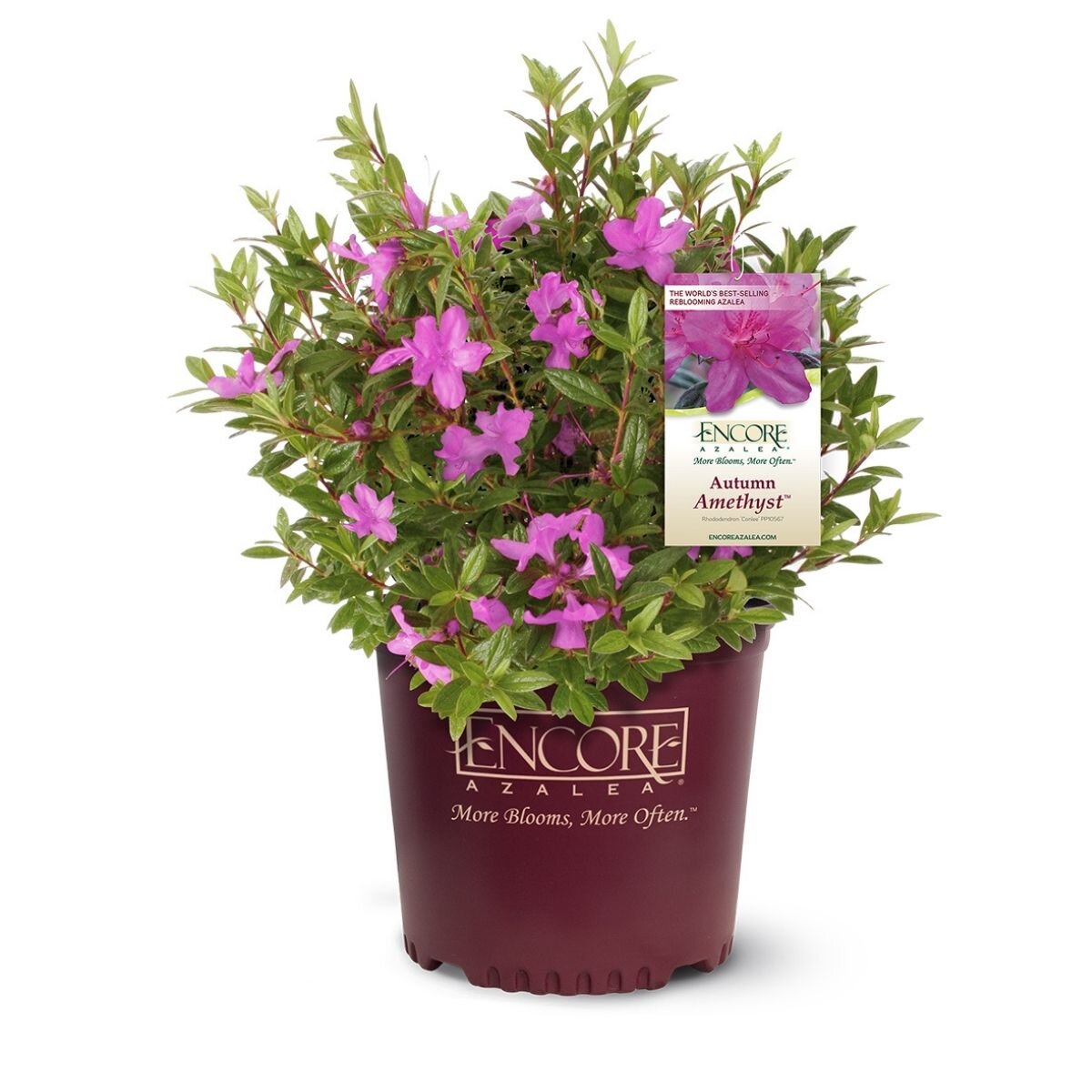 Rhododendron X Autumn Amethyst Encore Azalea | SiteOne US