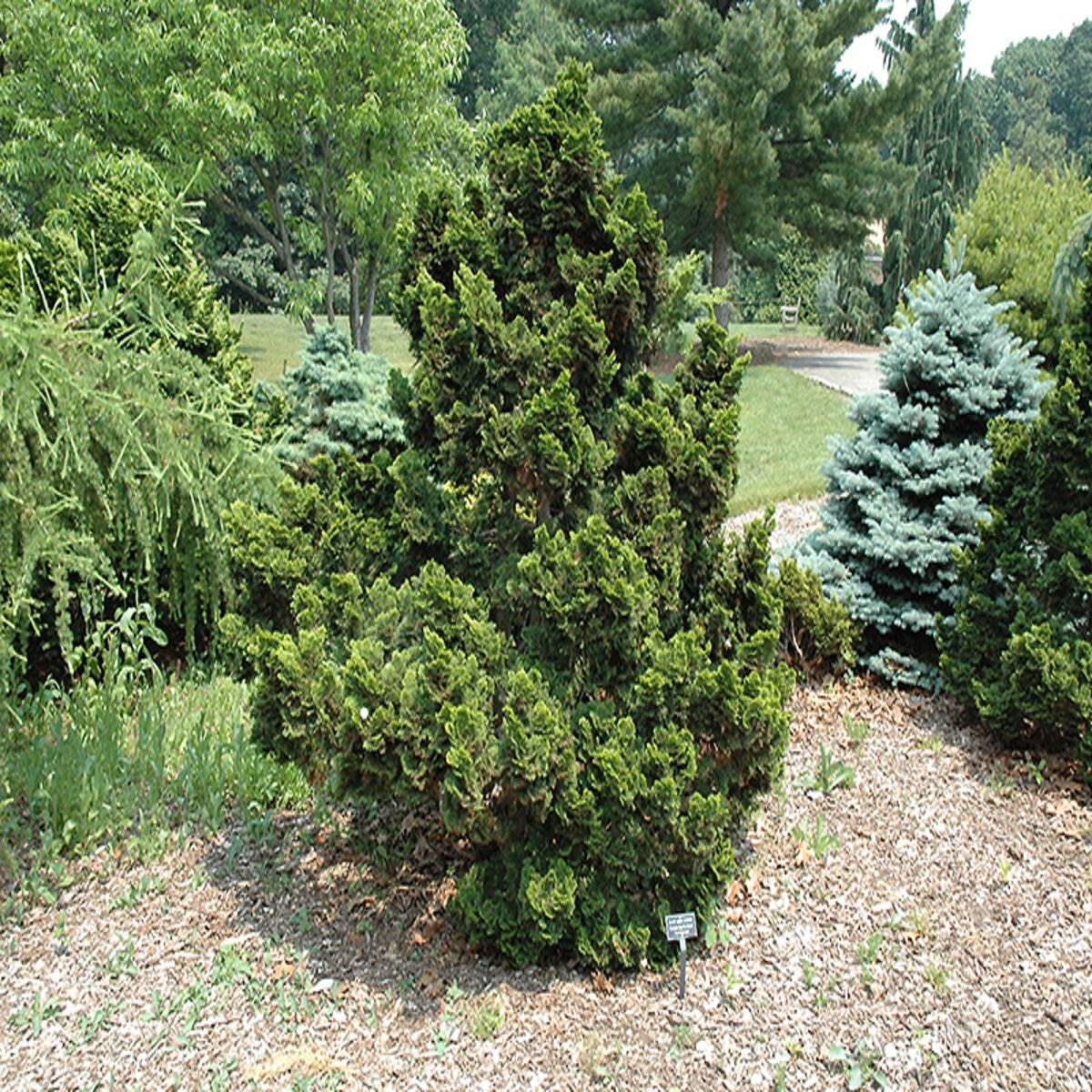 Chamaecyparis Obtusa Compacta Dwarf Hinoki Cypress | SiteOne US
