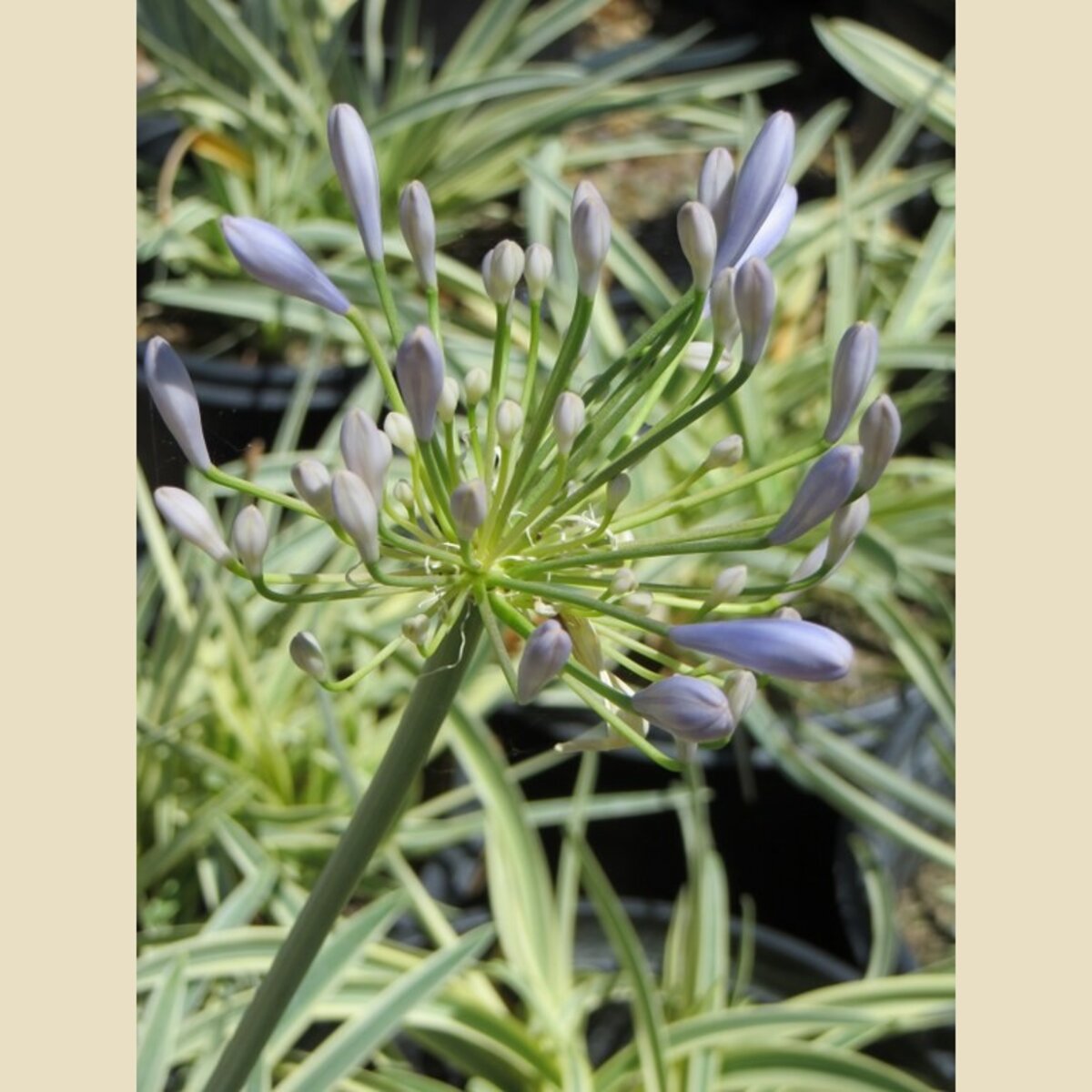 Agapanthus X Tinkerbell African Lily | SiteOne US