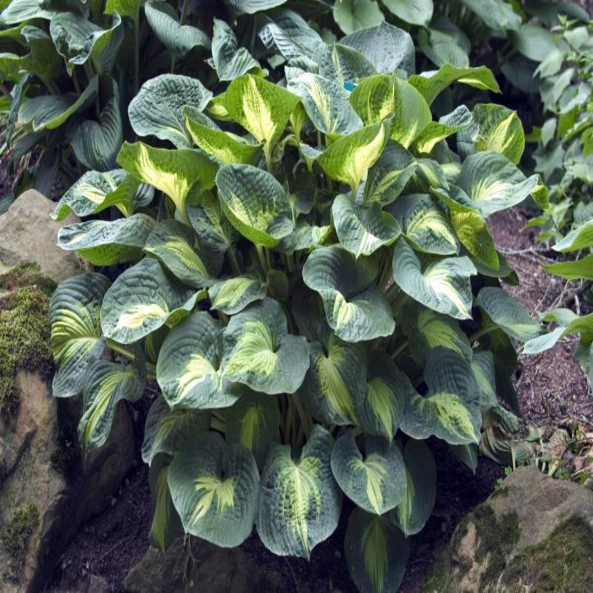 Hosta Dream Queen Plantain Lily | SiteOne