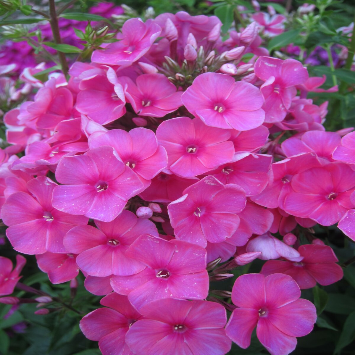 Phlox Paniculata Volcano Barthirtyfour Pink With Red Eye Phlox | SiteOne