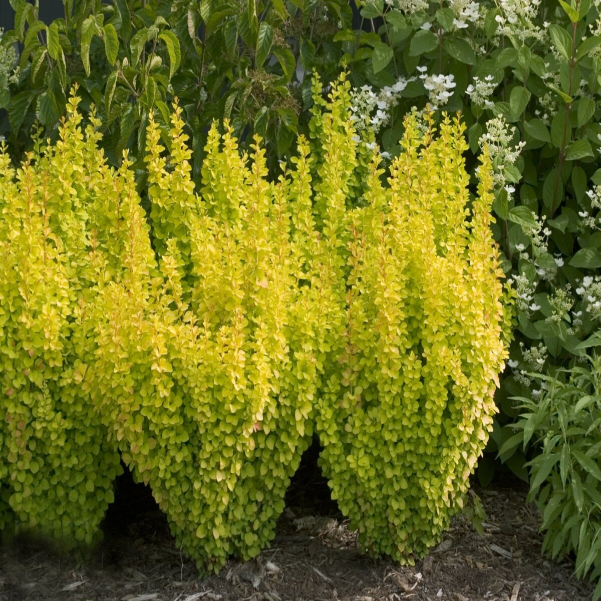 Berberis thunbergii Sunjoy Gold Pillar Proven Winners Japanese Barberry ...