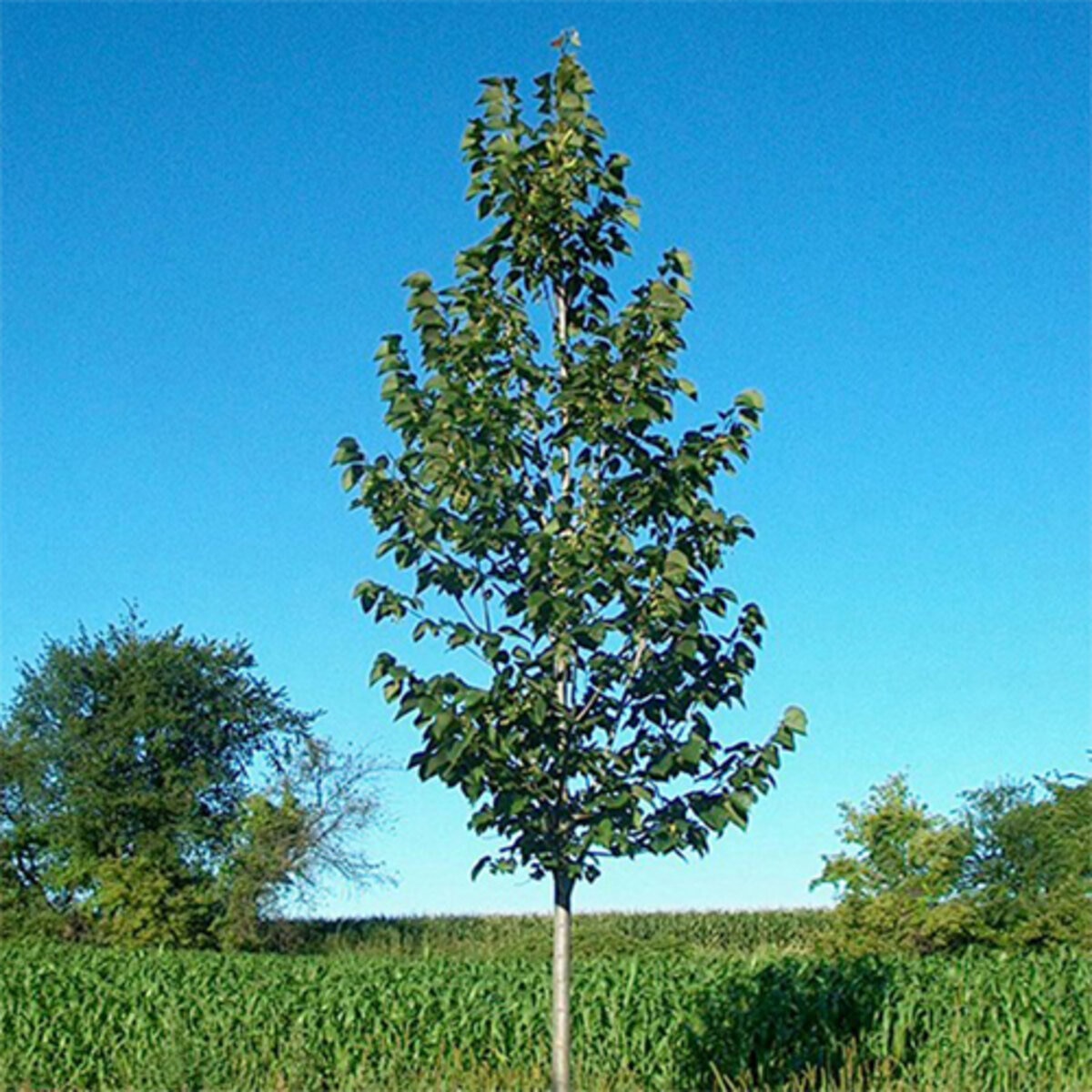 Tilia Americana American Sentry American Linden | SiteOne US