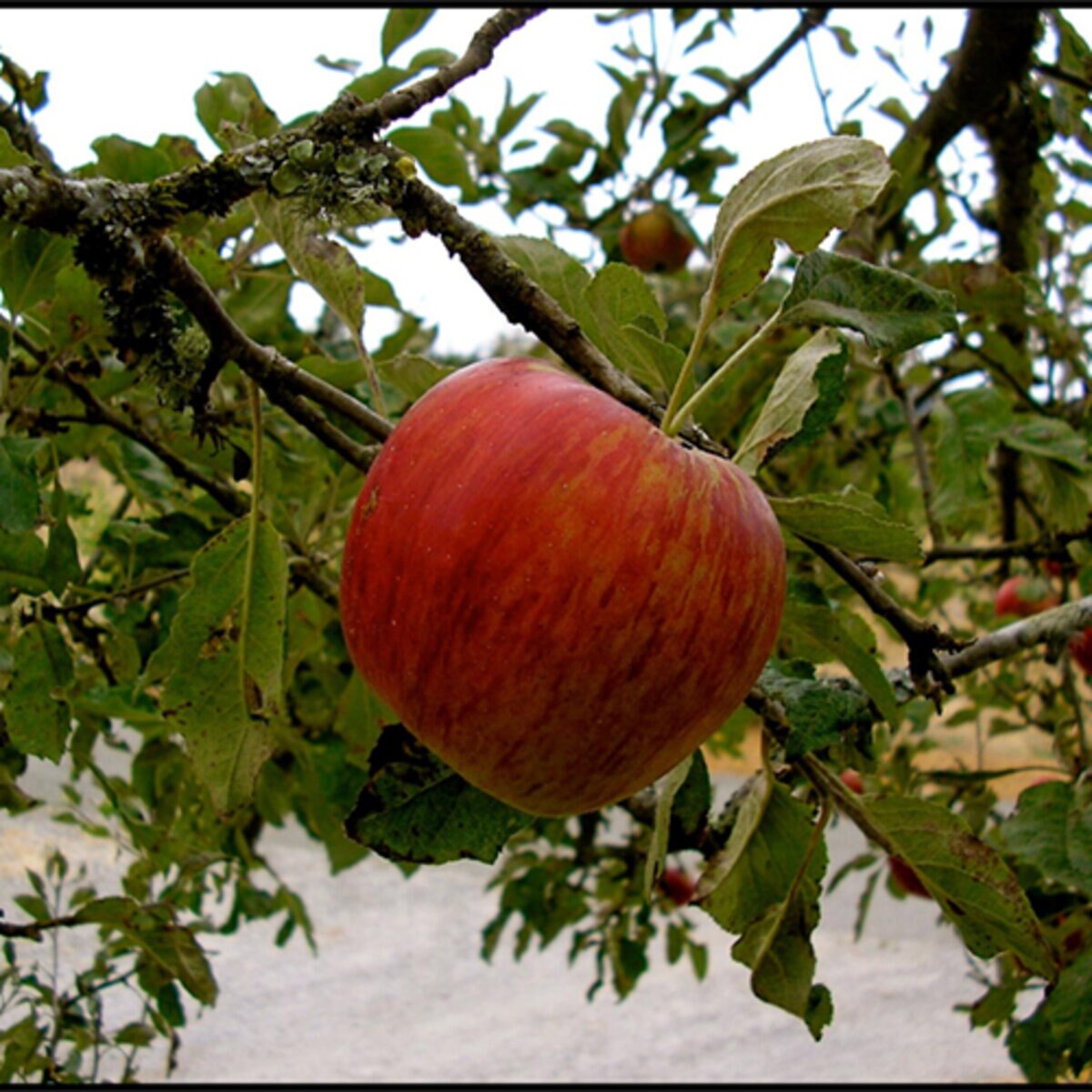 Malus Domestica Jonathan Semi-Dwarf Apple | SiteOne US