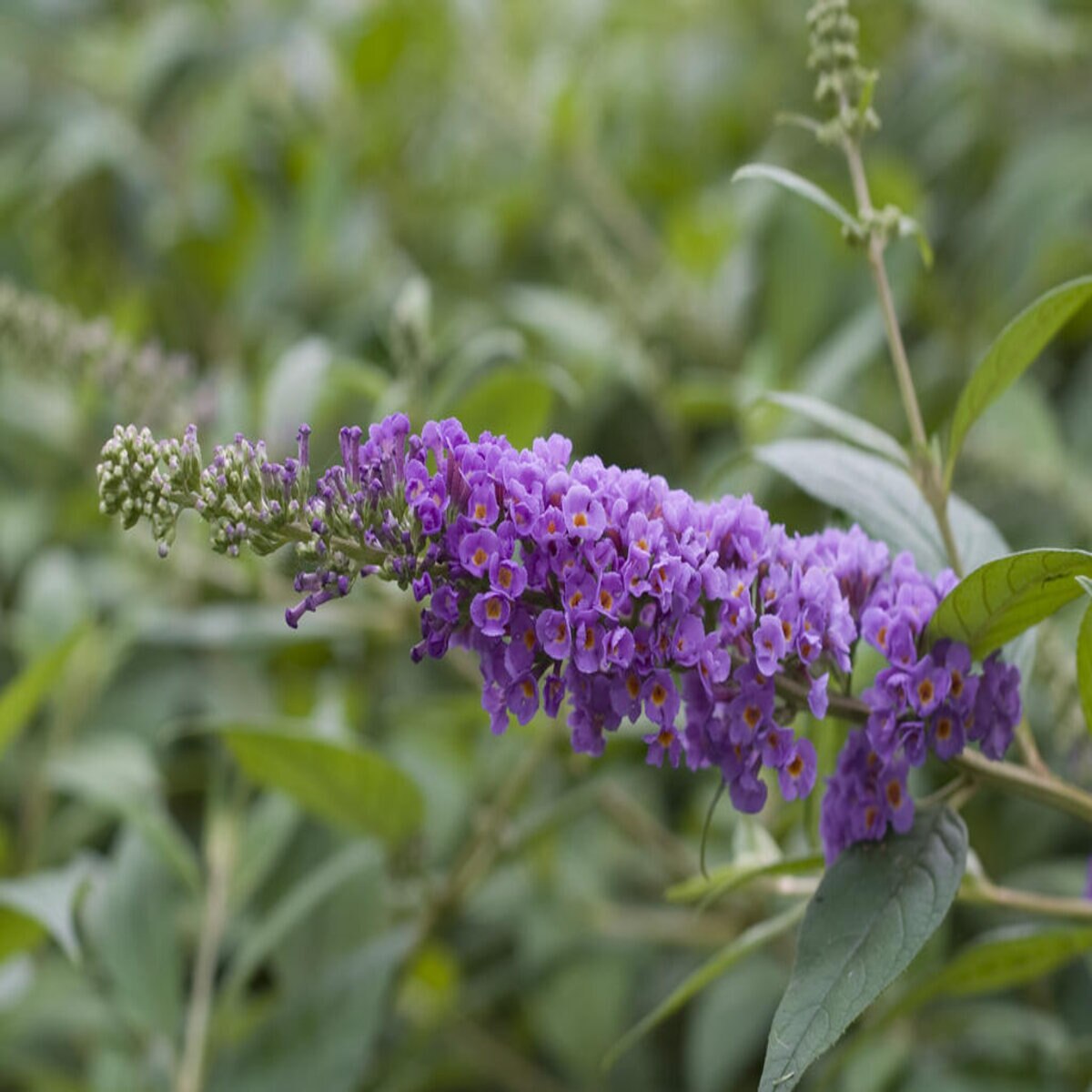 Buddleia X Lo & Behold Blue Chip Butterfly Bush | SiteOne US