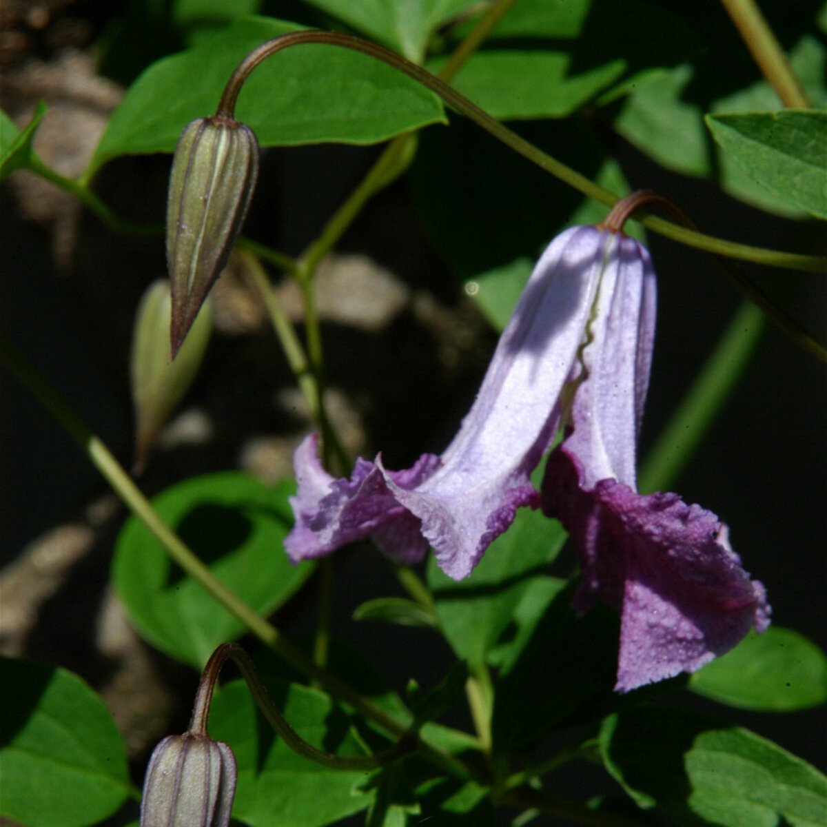 Clematis Viticella Betty Corning Clematis | SiteOne US