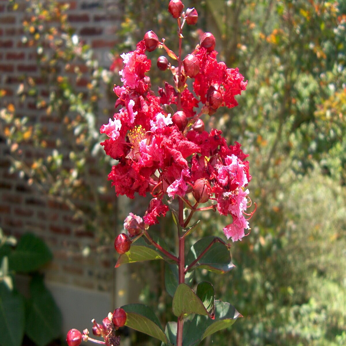 Lagerstroemia Indica Raspberry Sundae Crape Myrtle | SiteOne US