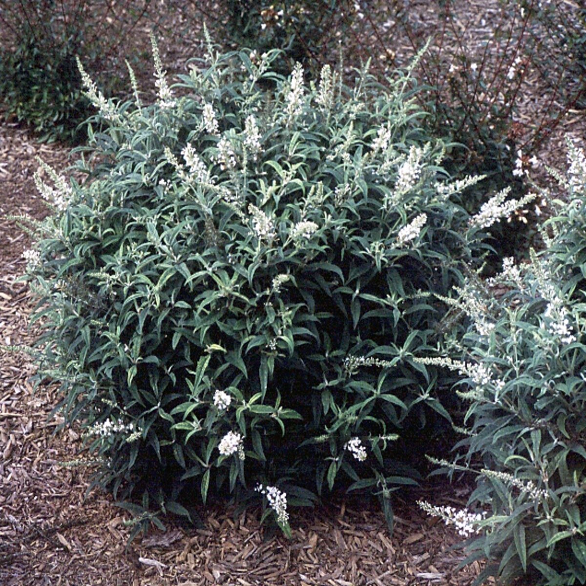 Buddleia Davidii var. Nanhoensis White Ball Butterfly Bush | SiteOne US