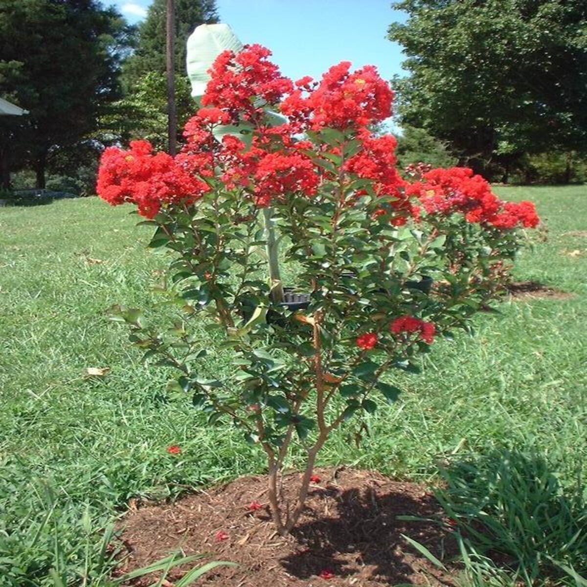 Lagerstroemia Indica Victor Crape Myrtle | SiteOne US