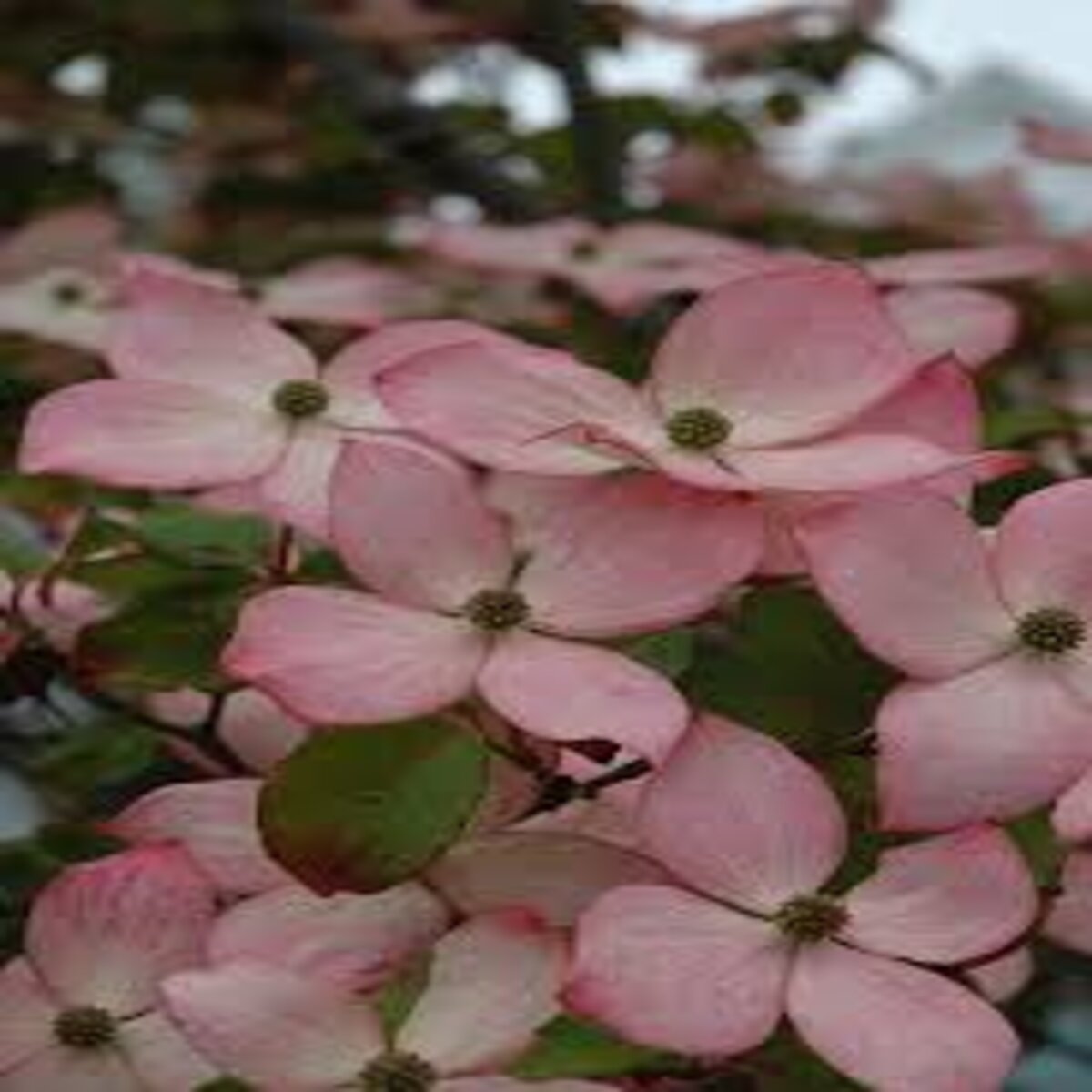 Cornus kousa Heart Throb Dogwood | SiteOne US