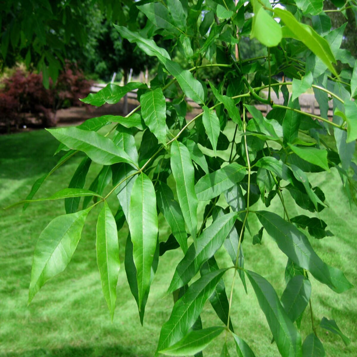 Fraxinus Pennsylvanica Oconee Georgia Gem Green Ash | SiteOne US