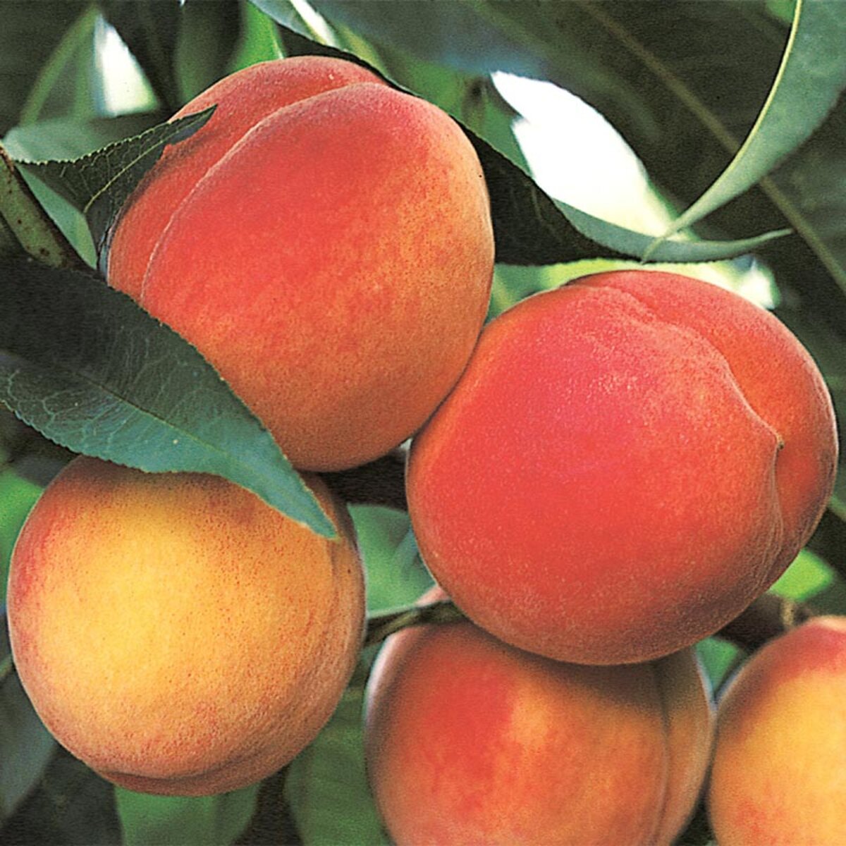 Prunus Persica Belle of Georgia Peach | SiteOne US