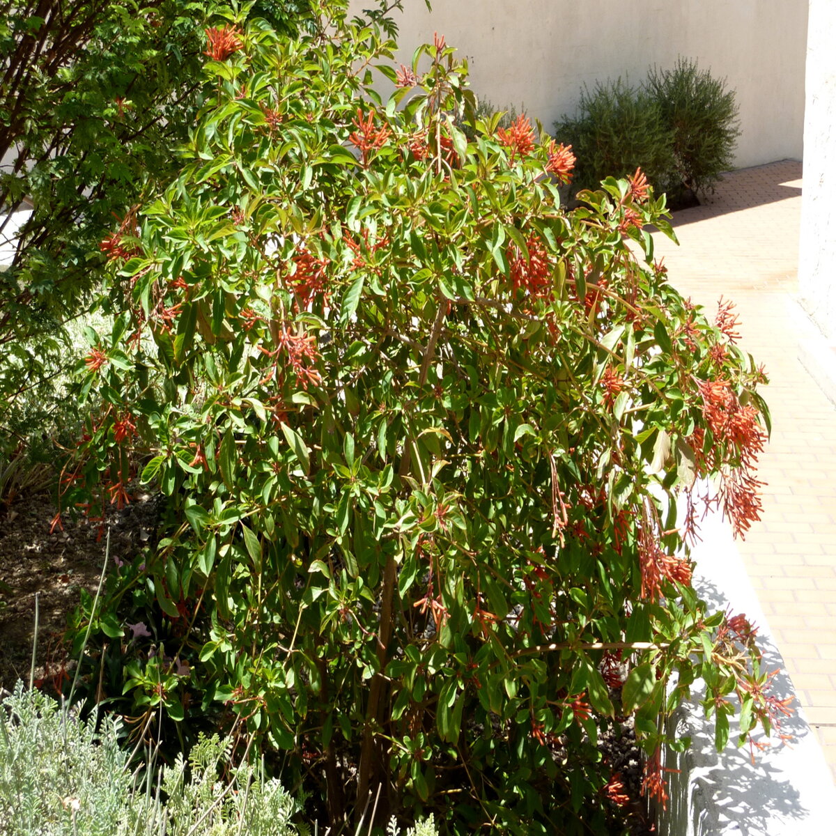Hamelia Patens Compacta Dwarf Firebush | SiteOne US