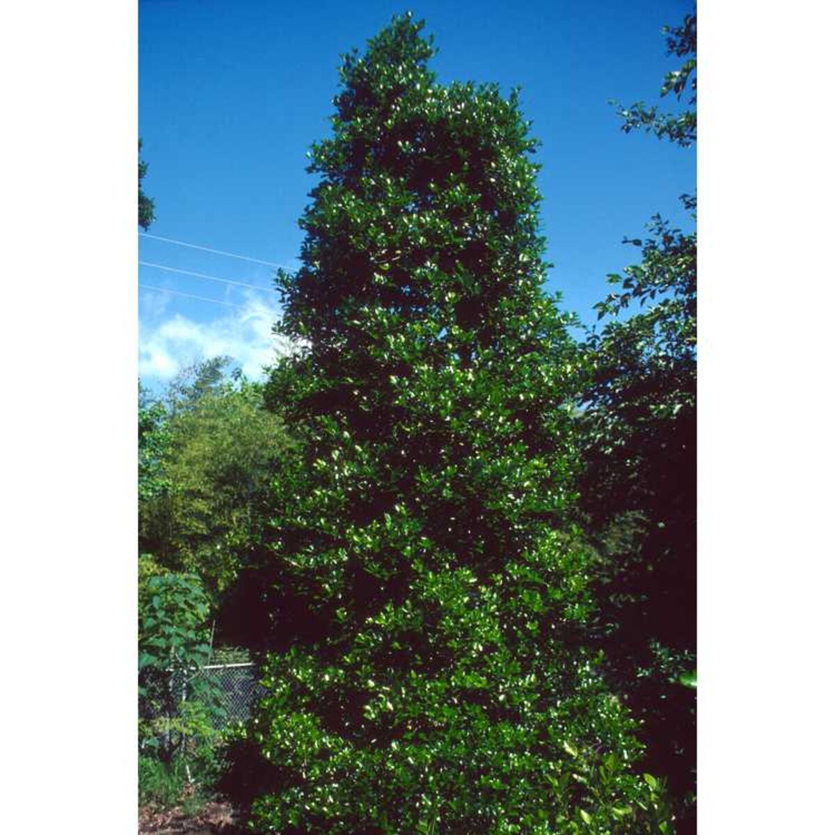 Ilex X Carolina Sentinel Holly | SiteOne US