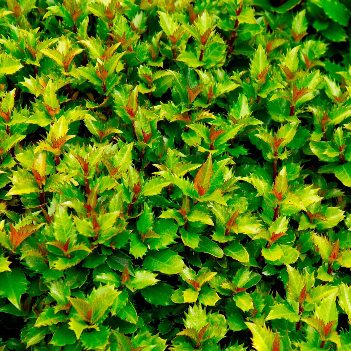 Ilex x meserveae Little Rascal Monrovia Holly | SiteOne US