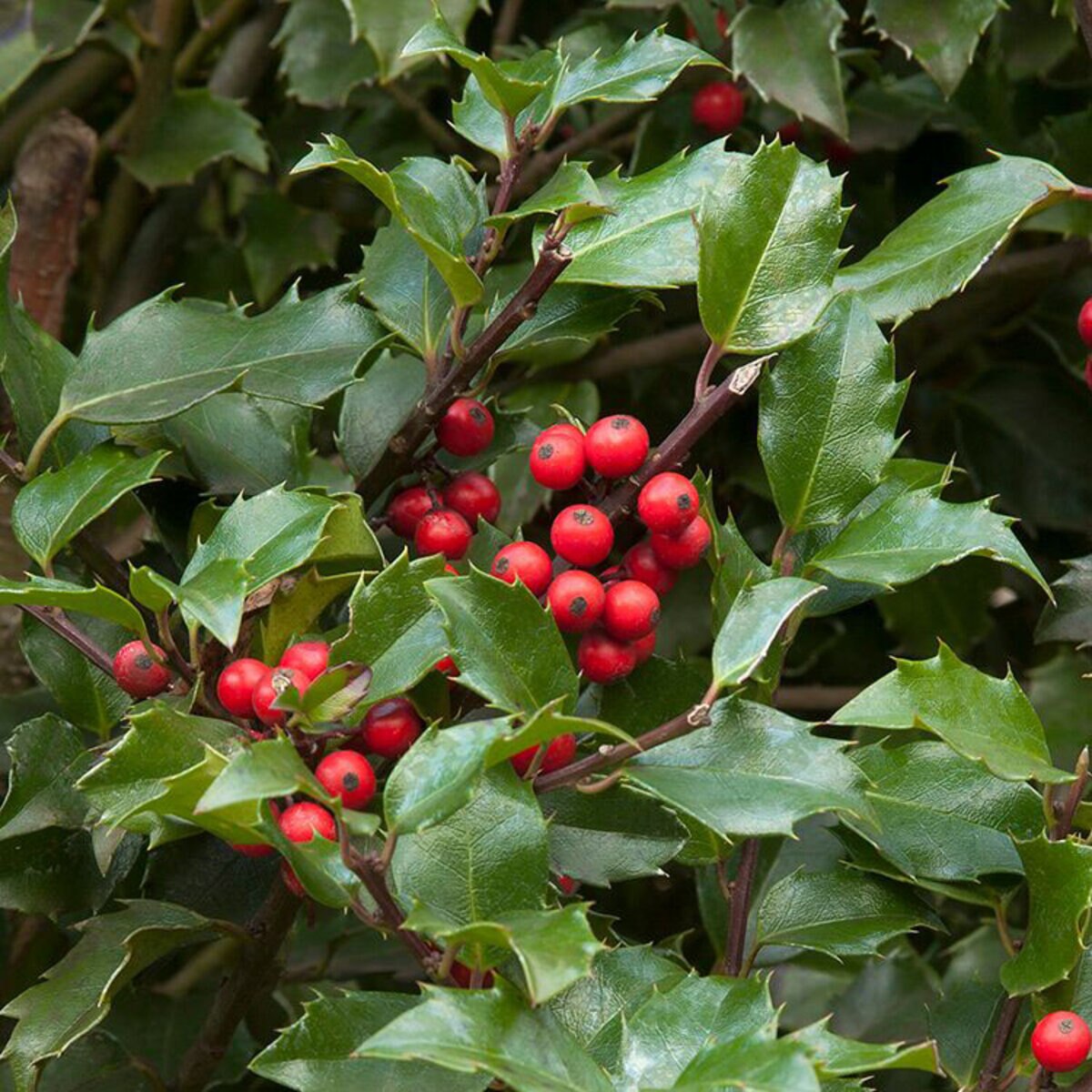 Ilex X Meserveae Berri-Magic Kids Blue Holly Combination | SiteOne US