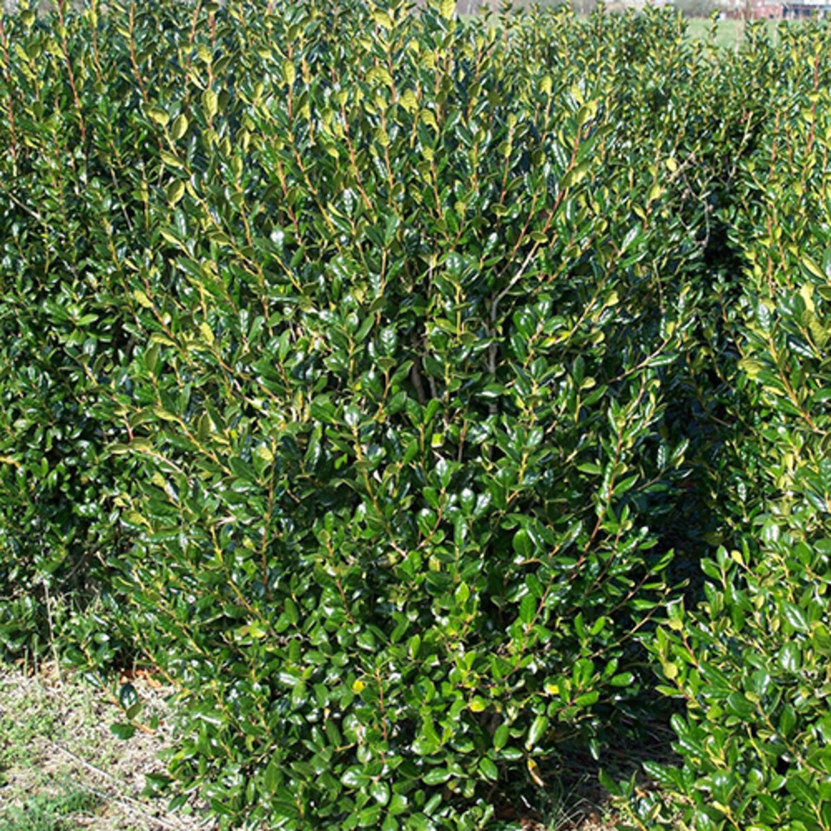Ilex cornuta Anicet Delcambre (Needlepoint) Chinese Holly | SiteOne US
