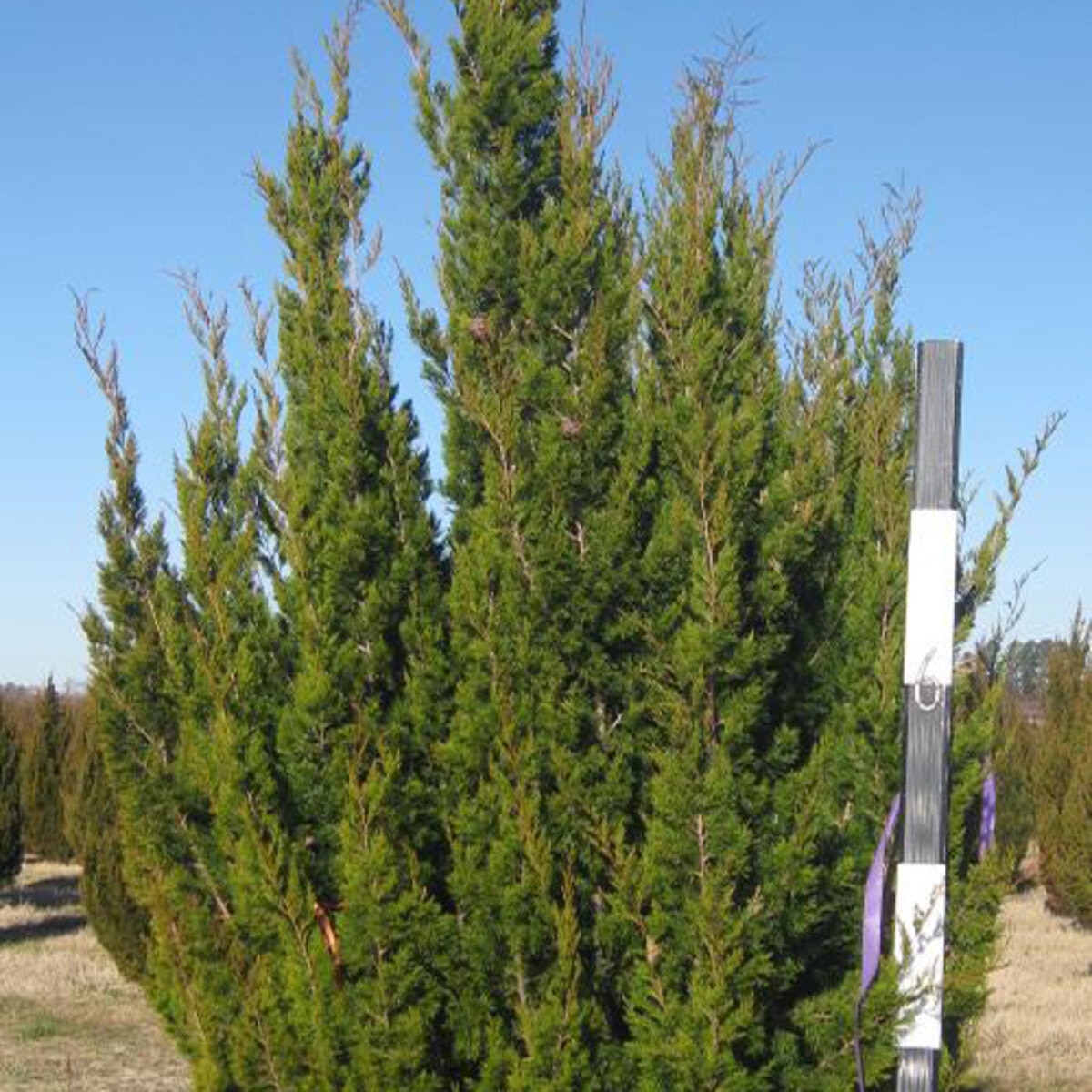 Juniperus virginiana Brodie Eastern Red Cedar | SiteOne US