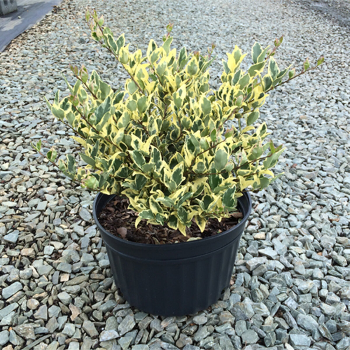 Ligustrum Japonicum Jack Frost Japanese Privet Siteone Us