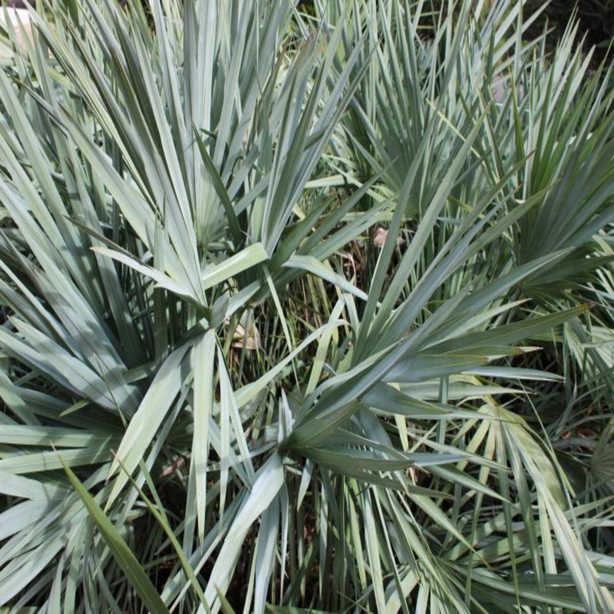 Serenoa Repens Silver Saw Palmetto | SiteOne US